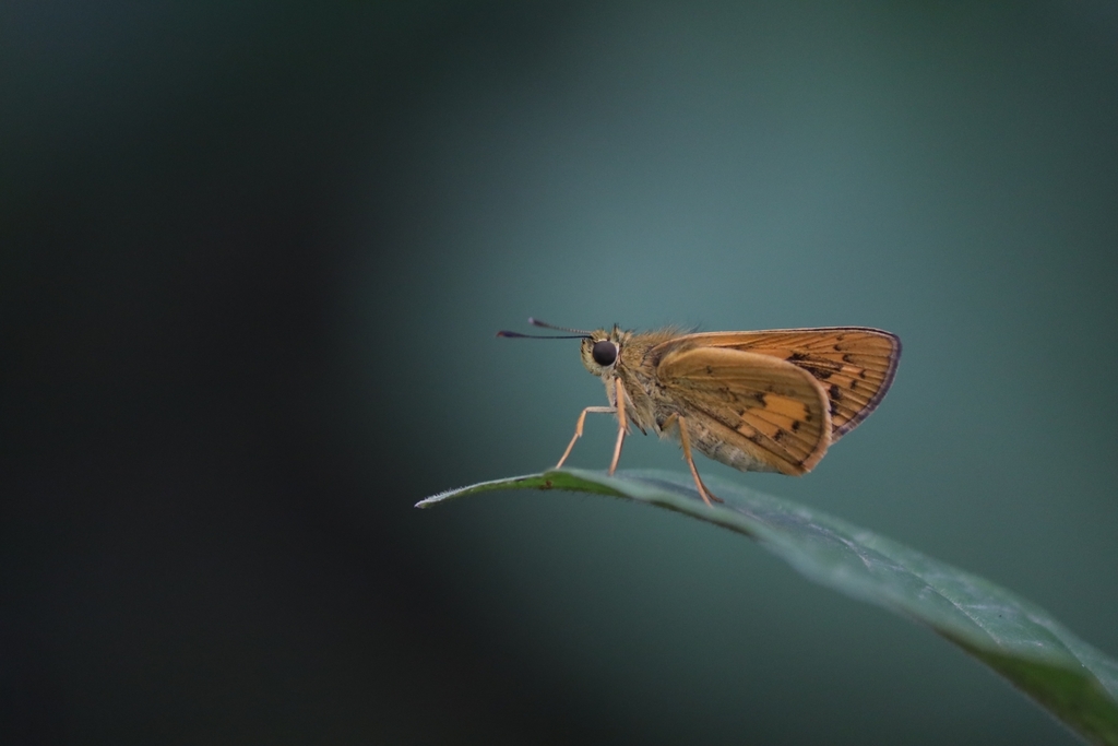 Grass Darts and Darters from Parassinikadavu on August 09, 2021 at 05: ...