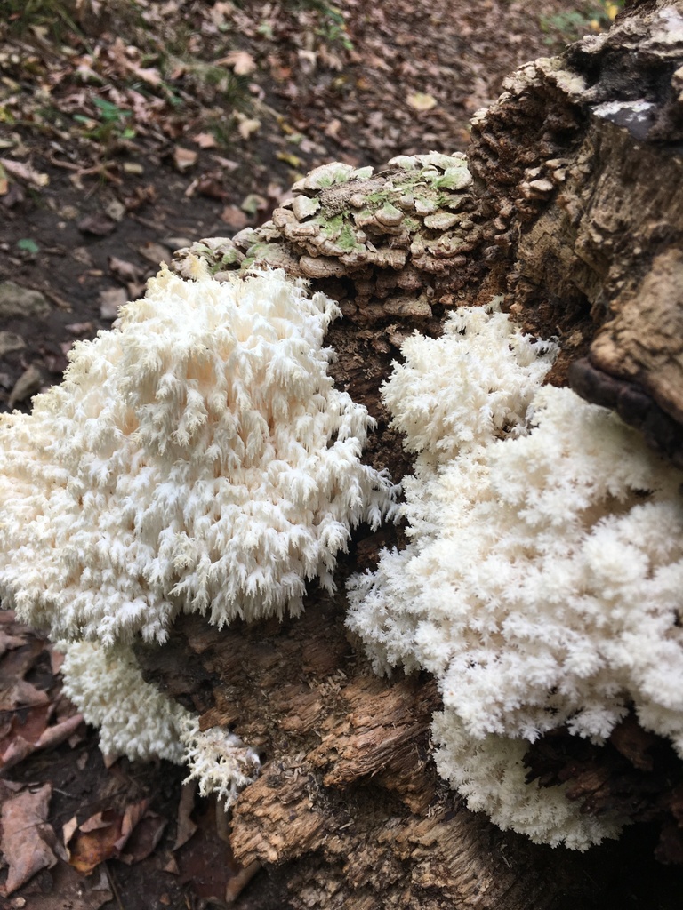 Coral tooth fungus from Cedar Valley Trail Dr, Innsbrook, MO, US on ...