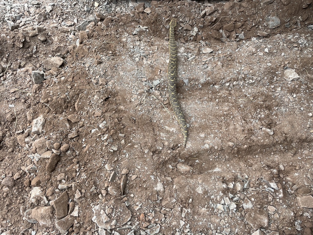 Puff Adder from Thaba-Tseka, LS on September 25, 2022 at 12:19 PM by ...