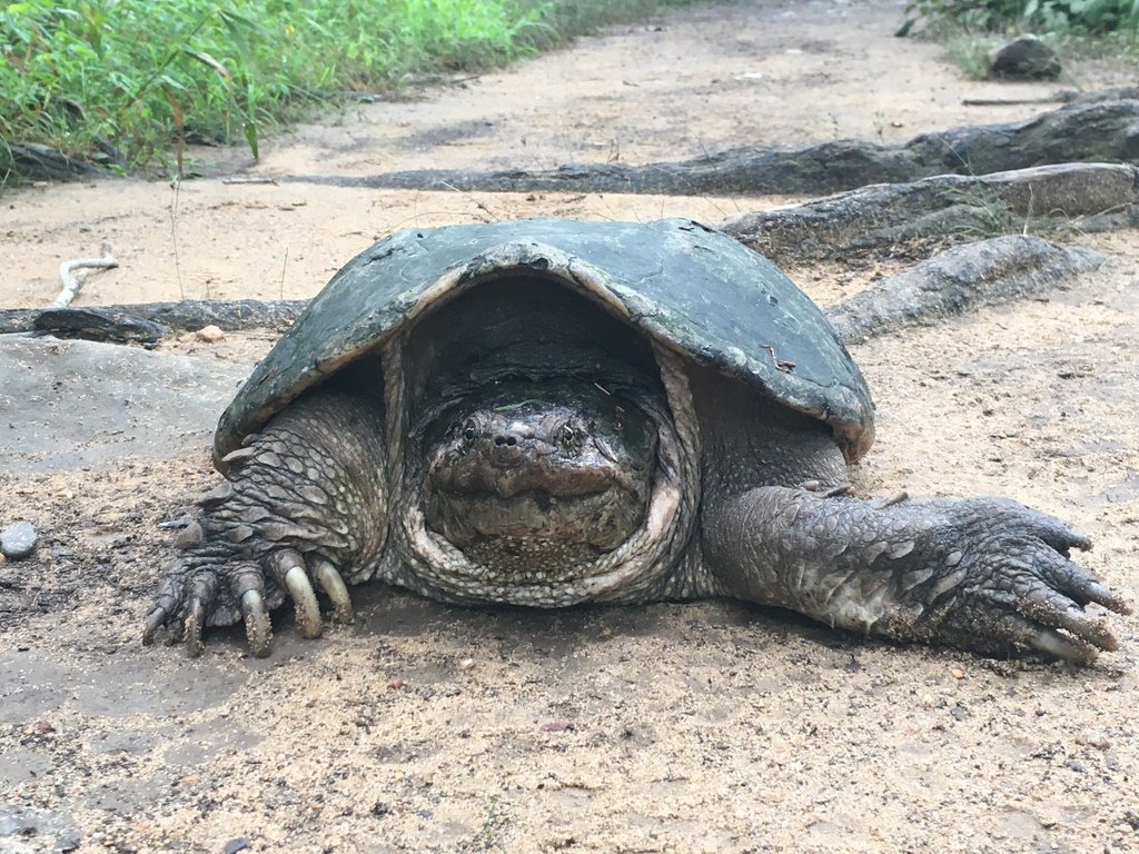 Common Snapping Turtle from Great Falls Park, McLean, VA, US on August ...
