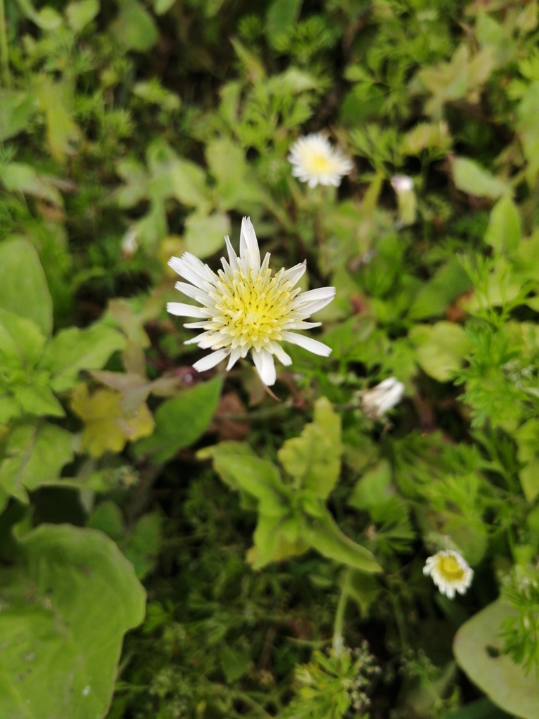 Lettuce, Chicory, Dandelion and Salsify Tribe from WRGQ+J72, La Punta ...