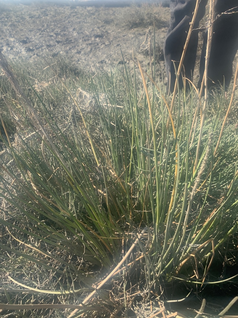 common arrowgrass from Island County, US-WA, US on September 24, 2022 ...