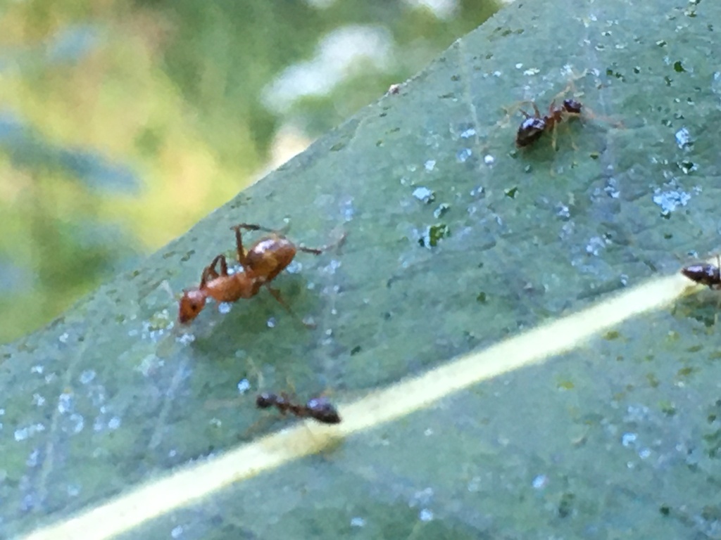 pallidefulva-group Field Ants from Wesley Hills, NY, USA on September ...