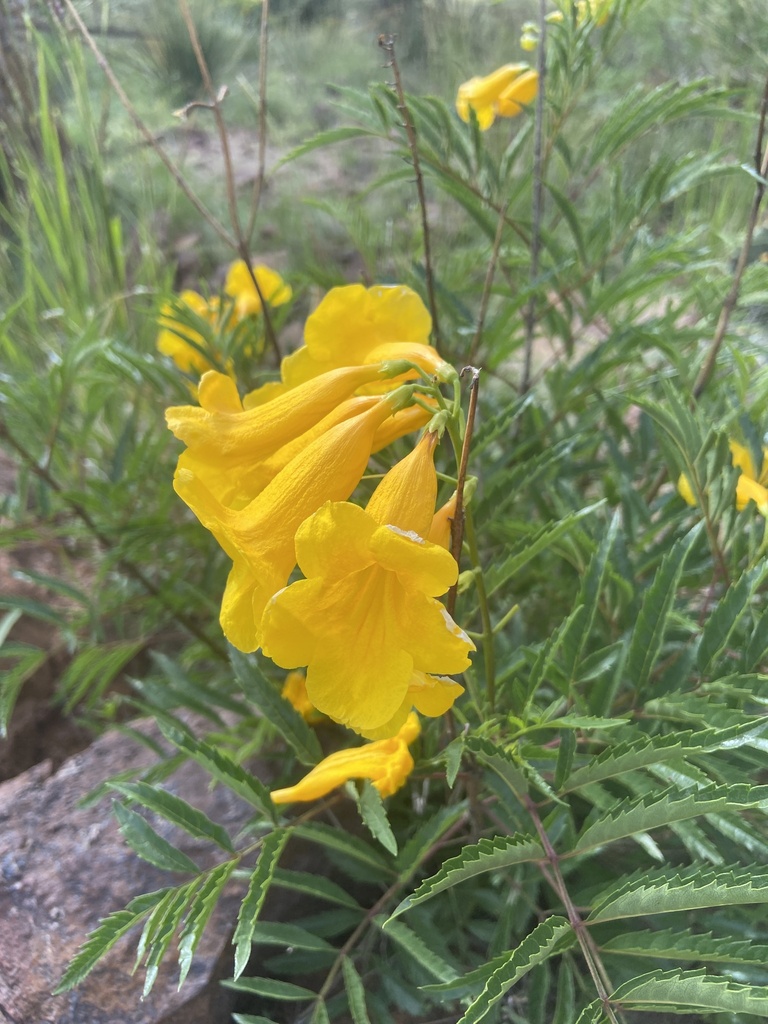 Tecoma stans angustata from E Holland Ave, Alpine, TX, US on September ...