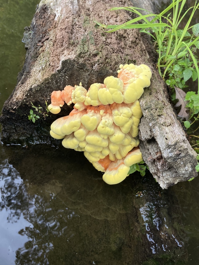 chicken of the woods from Lake Vesuvius, Pedro, OH, US on September 25 ...