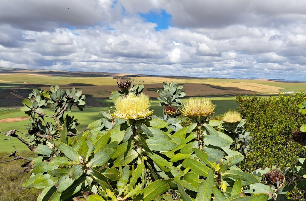 Wagon Tree from Swellendam Local Municipality, South Africa on ...