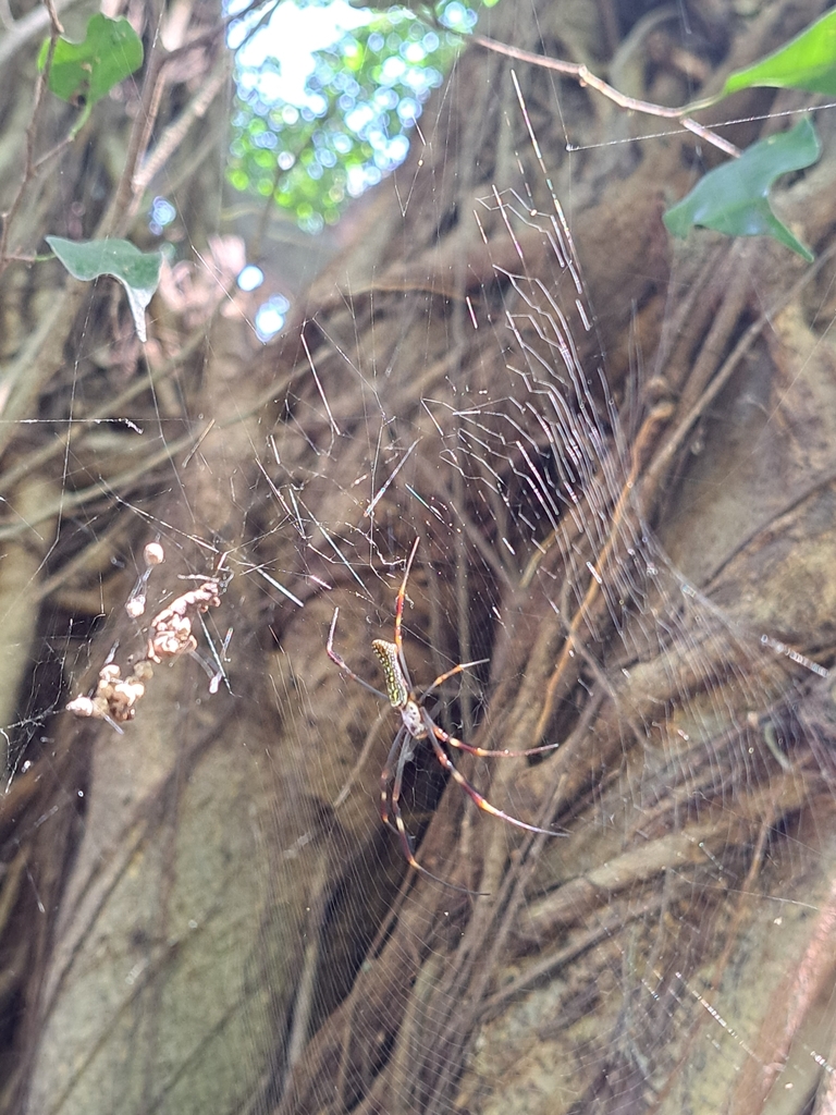 Golden Silk Spider from Puerto Vallarta, Jal., Mexico on September 25 ...