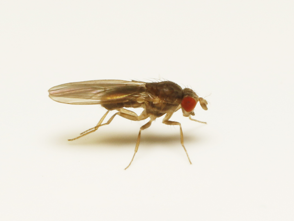 Acalyptrate Flies from Yarmouth Gardens, Toronto, Ontario on September ...