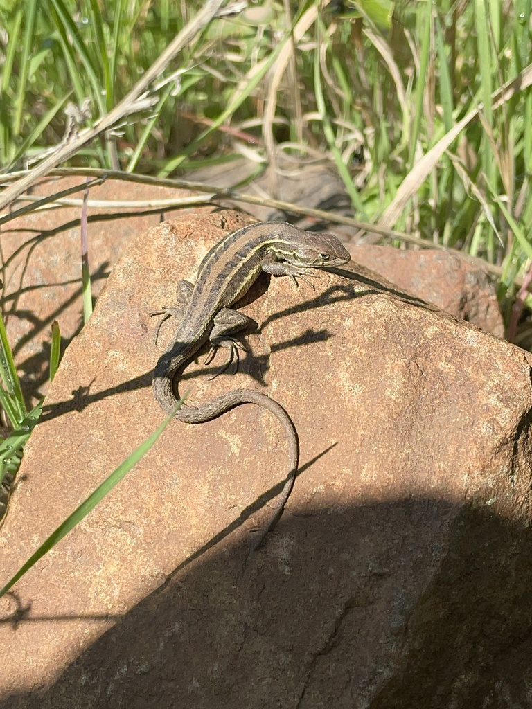 Valparaiso Smooth-throated Lizard from Sendero Quebrada del Diablo, Lo ...