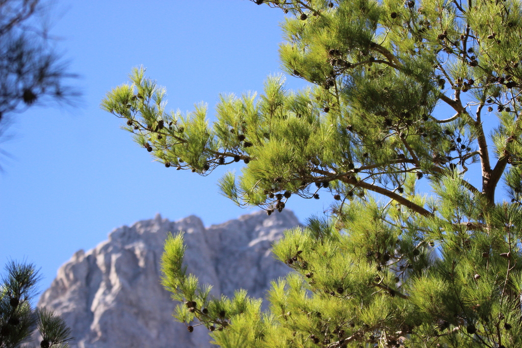 Turkish pine from Kreta, Griechenland on September 20, 2022 at 09:45 AM ...
