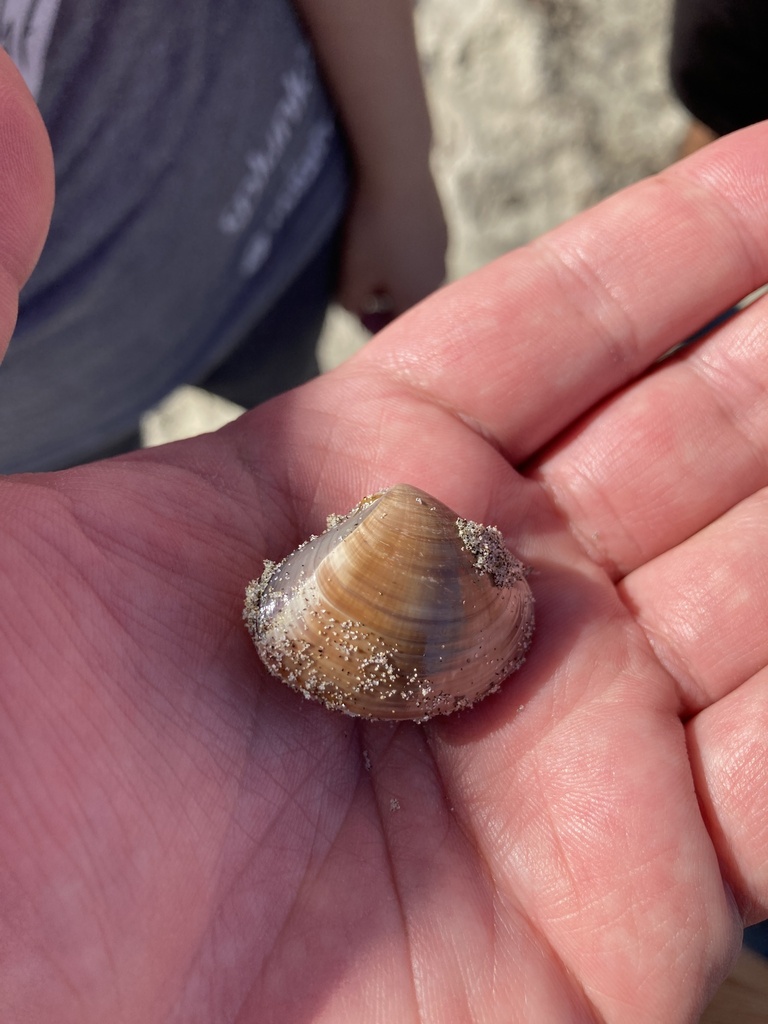 Pismo Clam from Scripps Seaside Forum, San Diego, CA, US on September ...