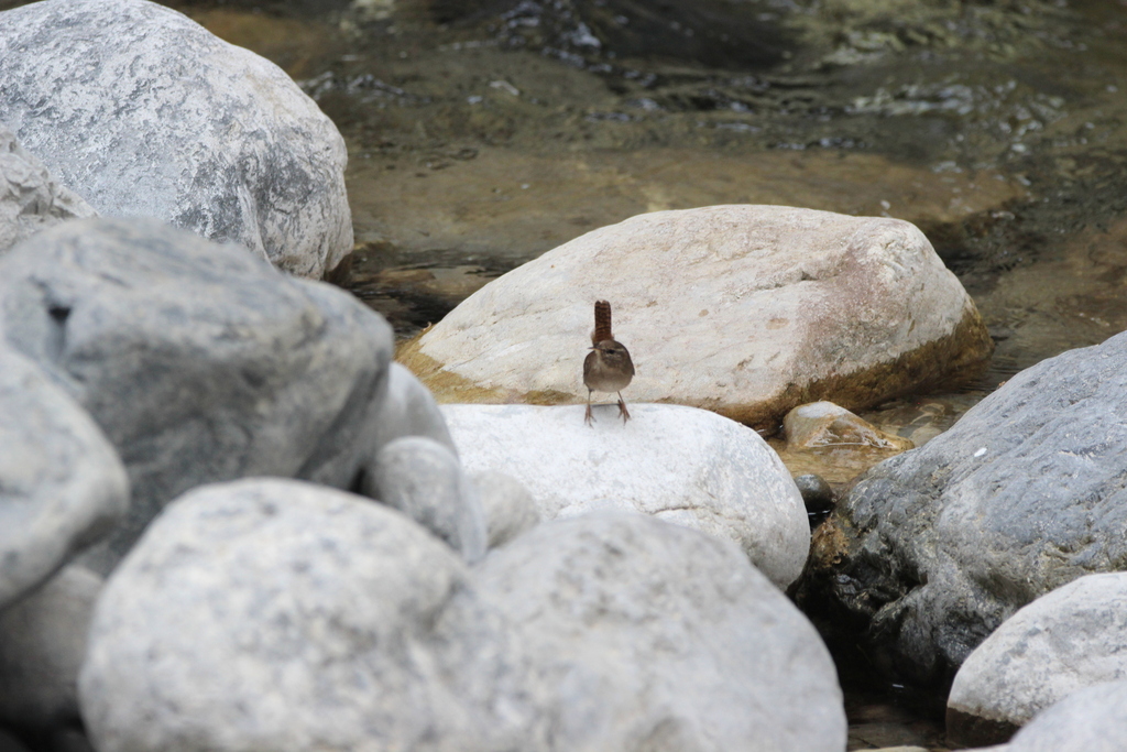 Eurasian Wren from Kreta, Griechenland on September 20, 2022 at 01:08 ...