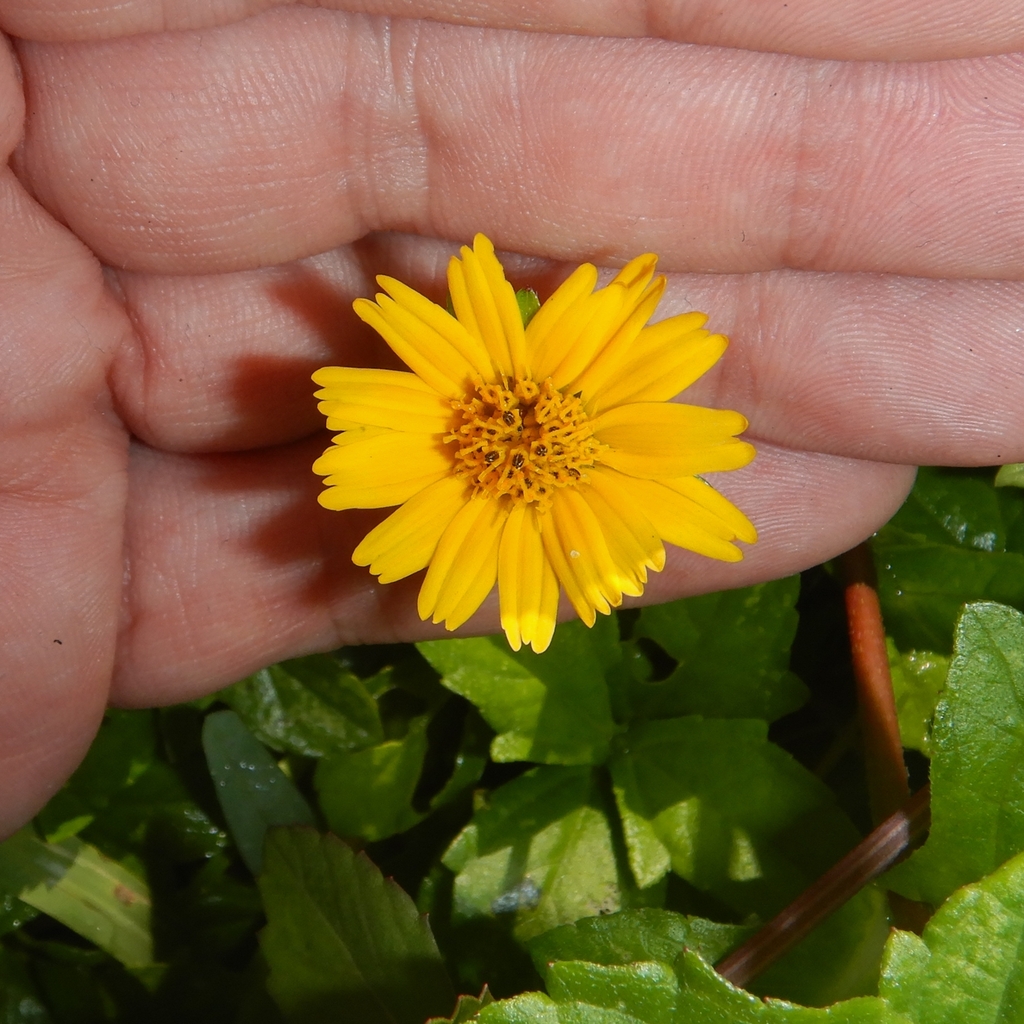 trailing daisy from Grapeland Heights, Miami, FL, USA on September 25 ...