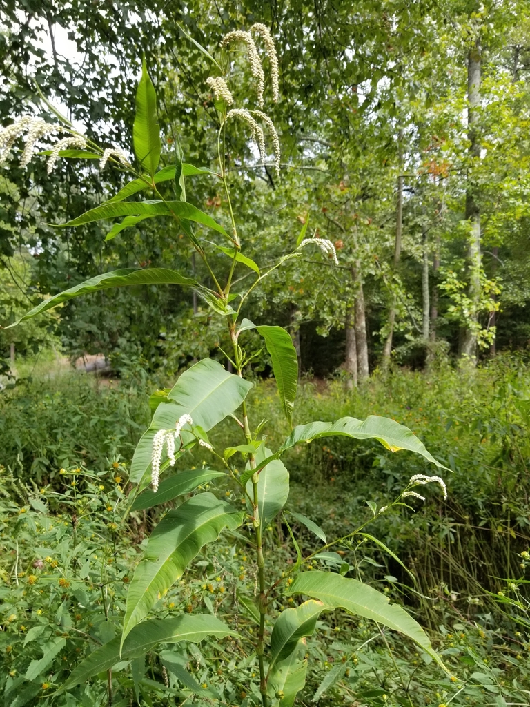 pale smartweed from Greenville, SC 29617, USA on September 25, 2022 at ...