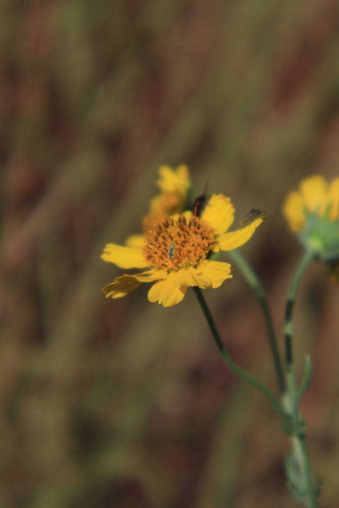 cowpen daisy from Hidalgo County, NM, USA on September 19, 2022 at 10: ...
