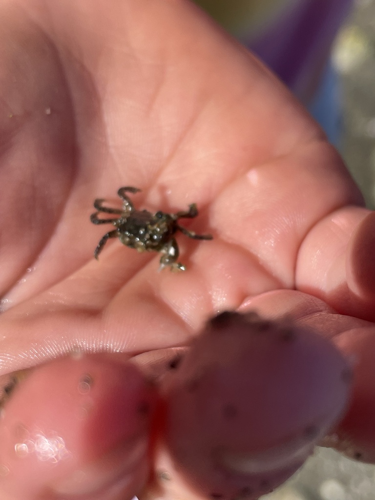 Yellow Shore Crab from Hood Canal, Seabeck, WA, US on September 25 ...