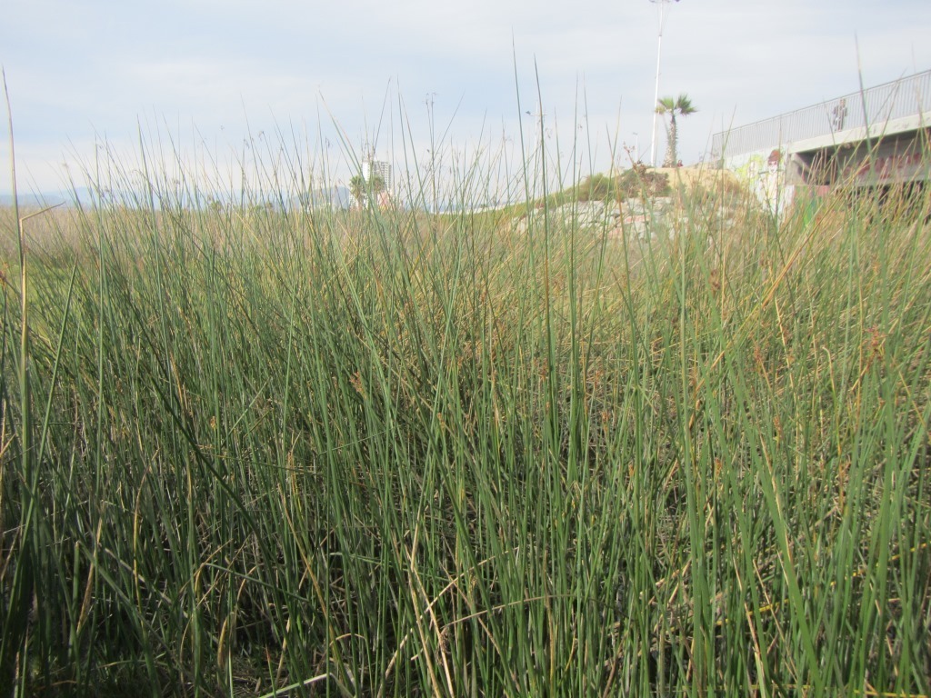California bulrush from coquimbo on August 22, 2015 by Paloma Nuñez ...