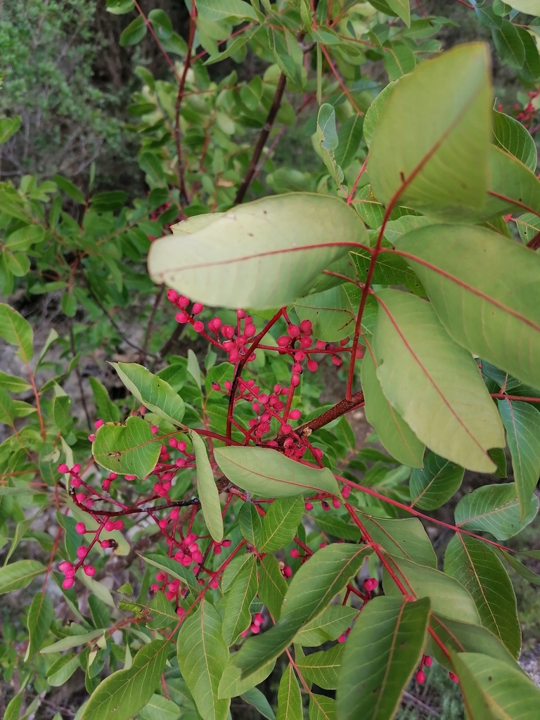 terebinth from 34270 Lauret, France on September 25, 2022 at 06:07 PM ...