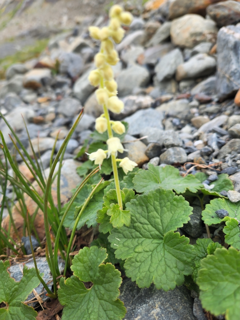 Elmera racemosa racemosa from Jefferson County, WA, USA on September 22 ...