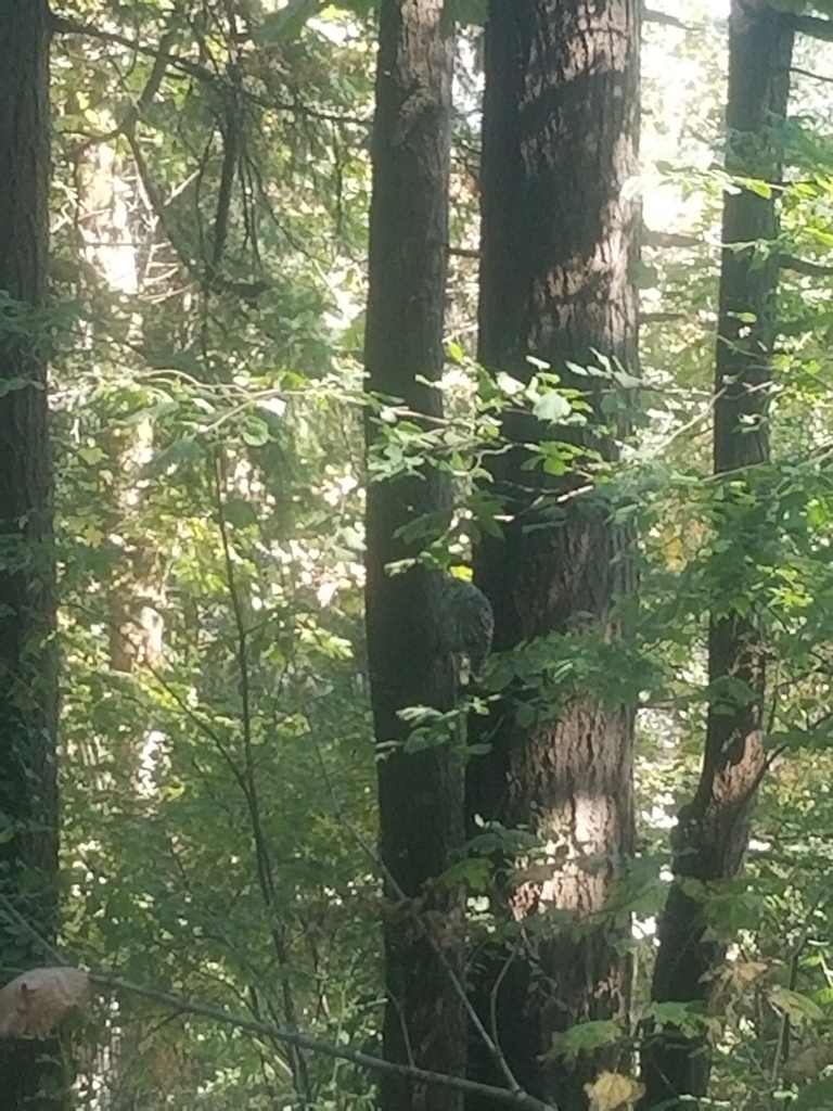 Barred Owl from Southwest Portland, Portland, OR, USA on September 25 ...