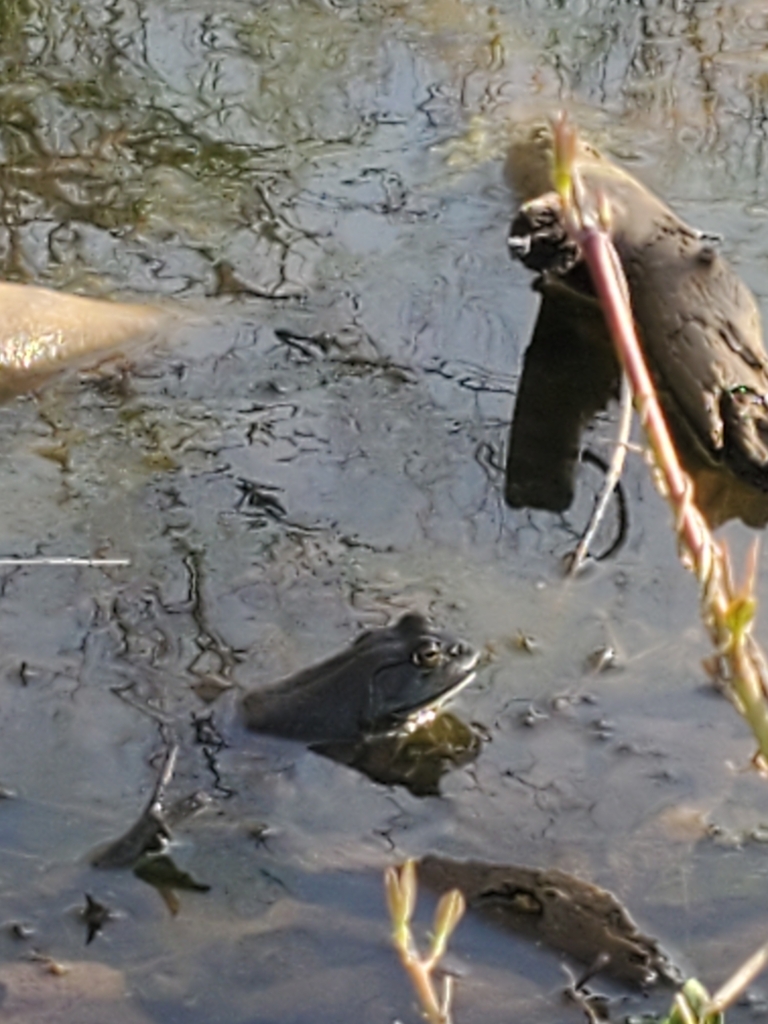 American Bullfrog from Spring House, PA, USA on April 22, 2022 at 05:46 ...