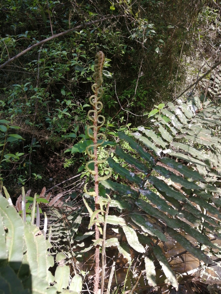 Chilean hard fern from Penco, Bío Bío, Chile on September 25, 2022 at ...