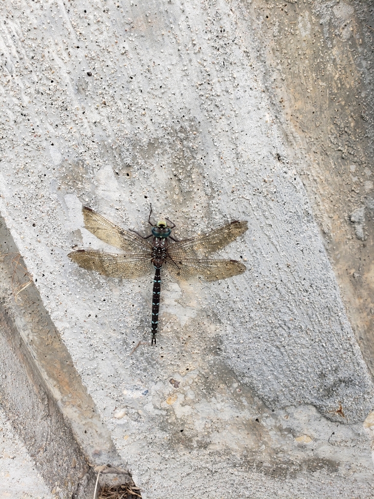 Hawkers and Typical Darners from Winnipeg Beach, MB, Canada on ...