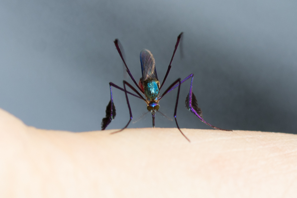 Sabethes from Brasília - DF, Brasil on September 24, 2022 at 10:39 AM ...