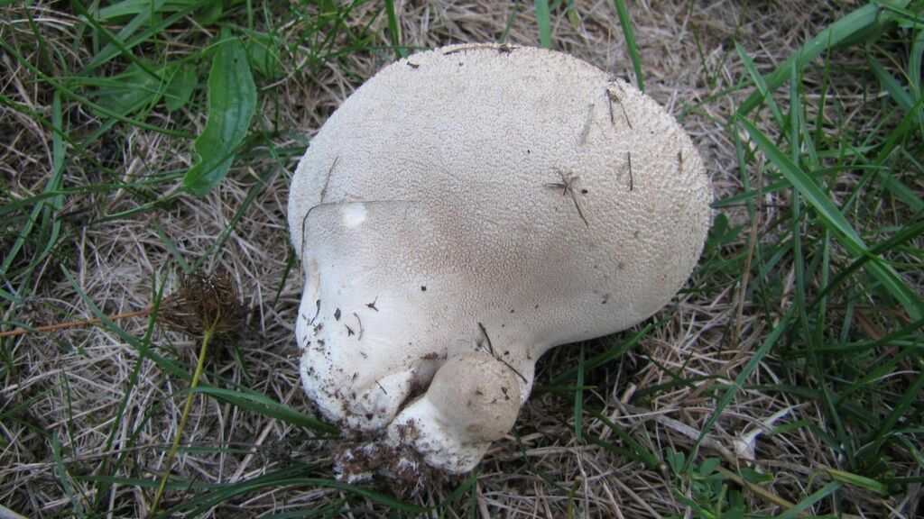 Meadow Puffball from 67220 Saint-Pierre-Bois, France on September 25 ...