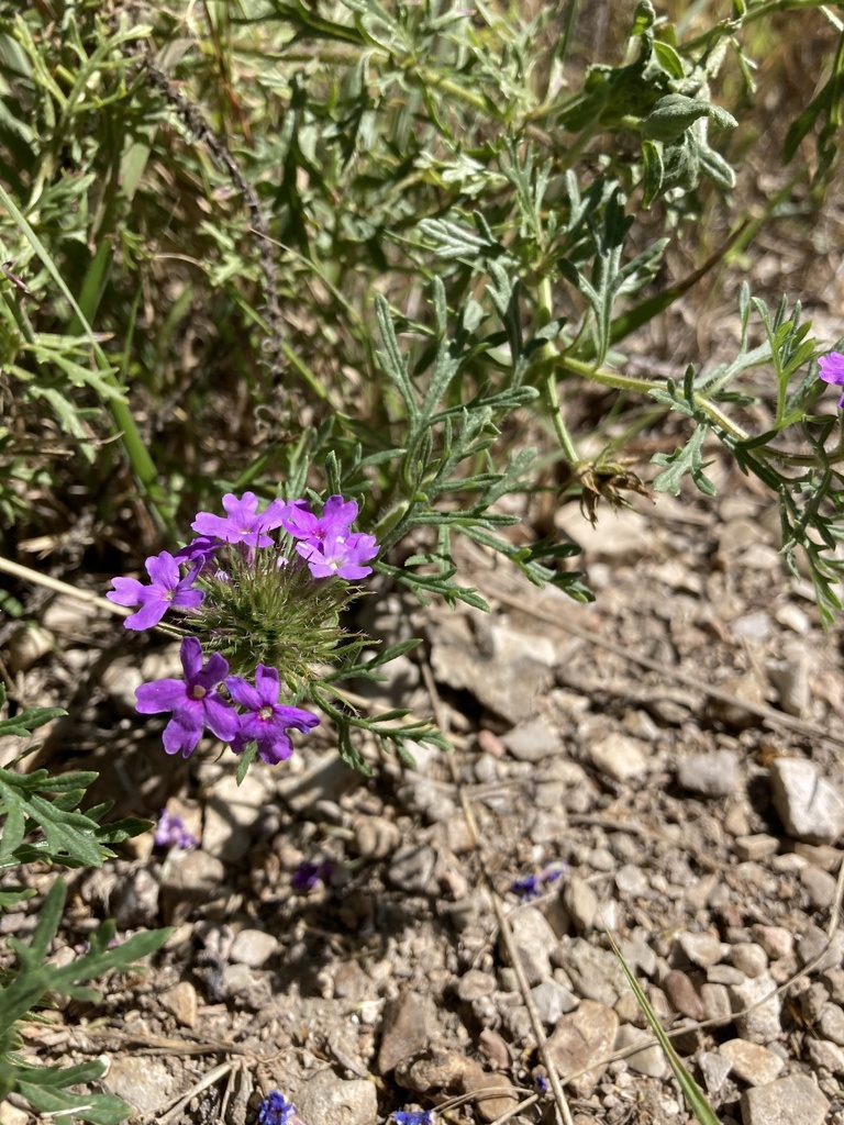 Dakota mock vervain from Wamego, KS, US on September 25, 2022 at 02:07 ...
