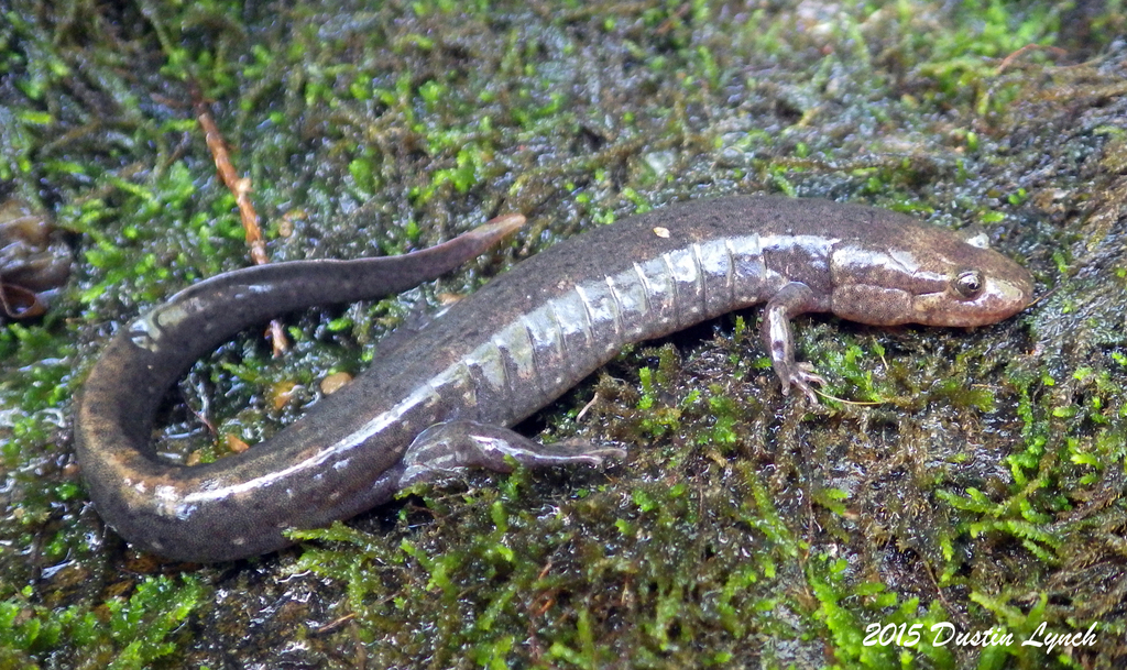 Ouachita Dusky Salamander from Mount Magazine State Park - School Creek ...