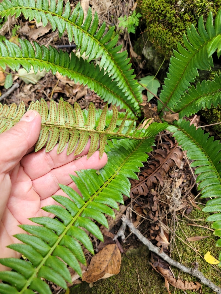 northern holly fern from Owen Sound, ON N4K 5N6, Canada on September 24 ...