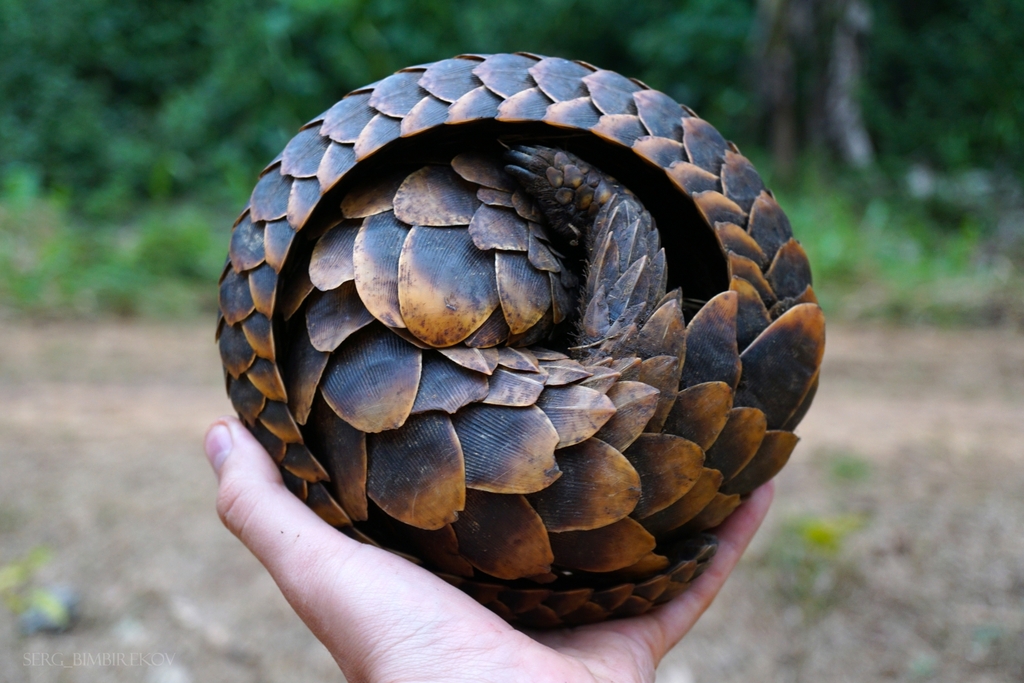 Black-bellied Pangolin in August 2021 by Сергей Бимбиреков · iNaturalist