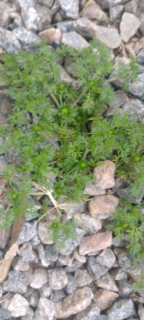 common soliva from Quilombo, Pelotas - RS, Brasil on September 25, 2022 ...