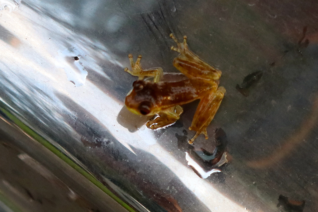 Tree Frogs and Allies from Seffner, FL, USA on September 23, 2022 at 05 ...