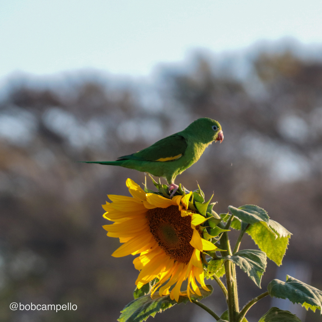 Yellow-chevroned Parakeet from Holambra, SP, BR on September 23, 2022 ...