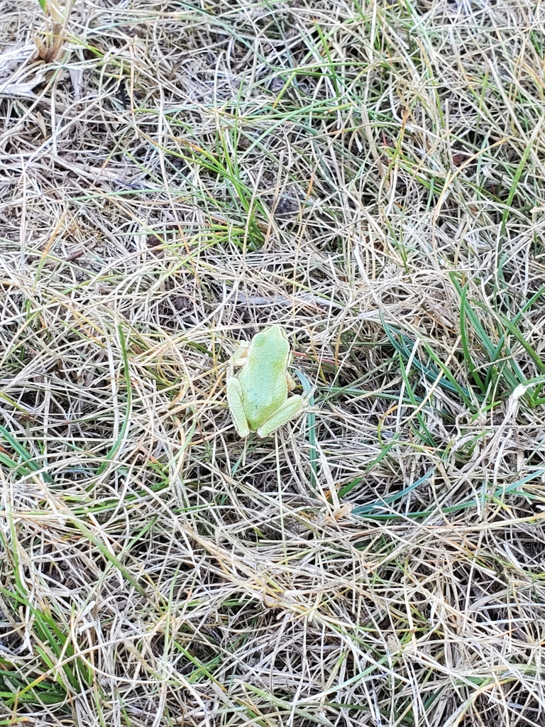 Northern Pacific Tree Frog from Mt Vista, WA, USA on September 25, 2022 ...