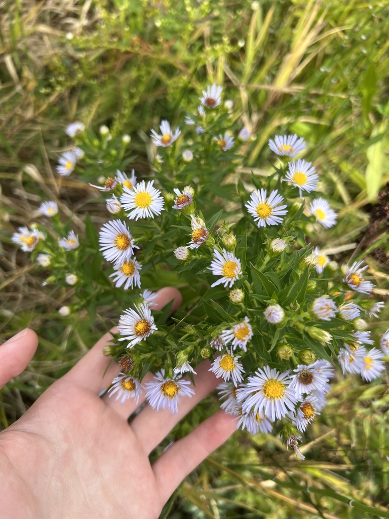 shining aster in September 2022 by Simon Tolzmann · iNaturalist