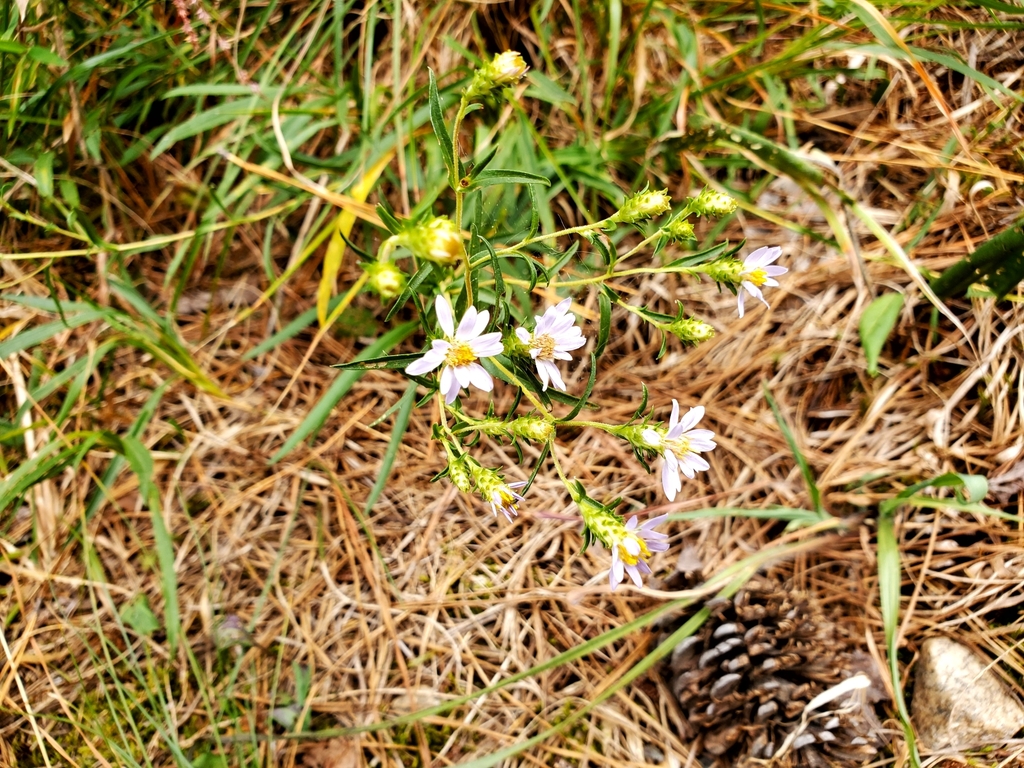 Alexander's rock aster from Smoke Rise, GA 30087, USA on September 25 ...