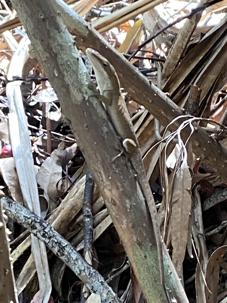 Green Anole from Haleleʻa Forest Reserve, Princeville, HI, US on ...