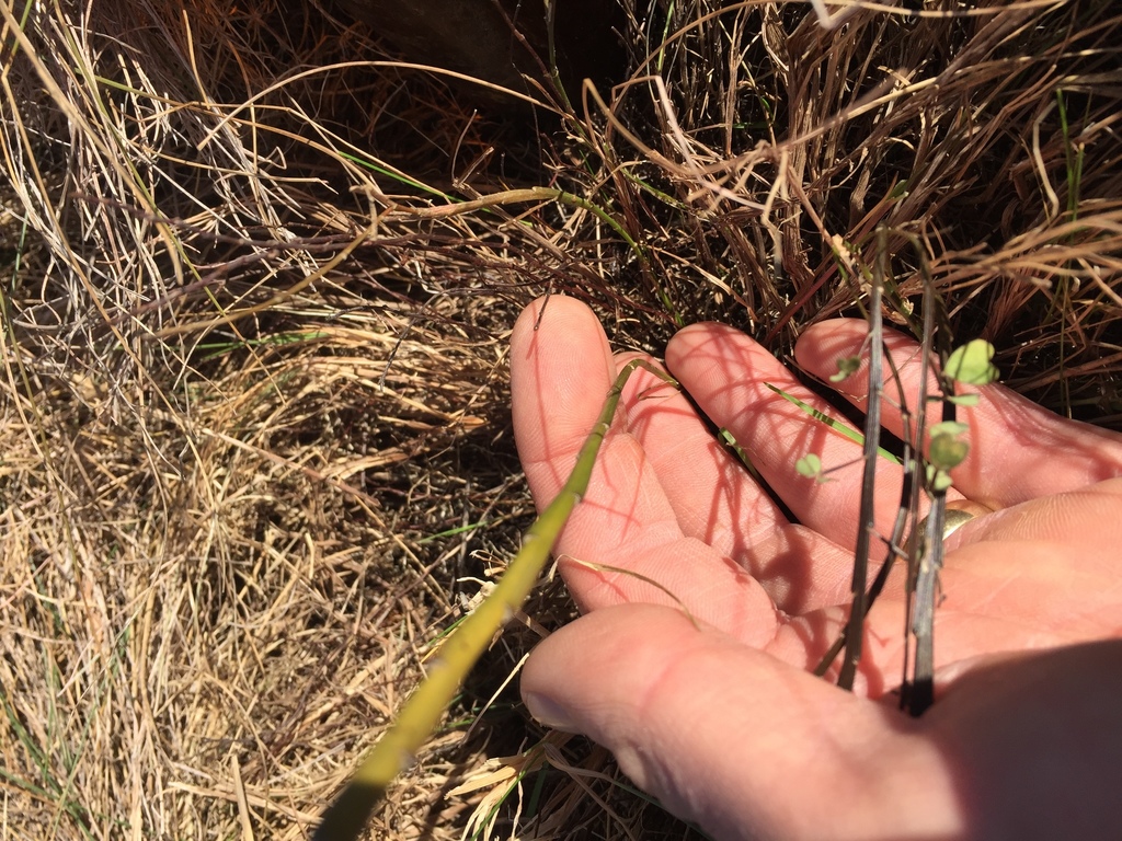 Stout Dwarf Broom from Waimakariri, NZ-CA, NZ on August 26, 2015 by ...