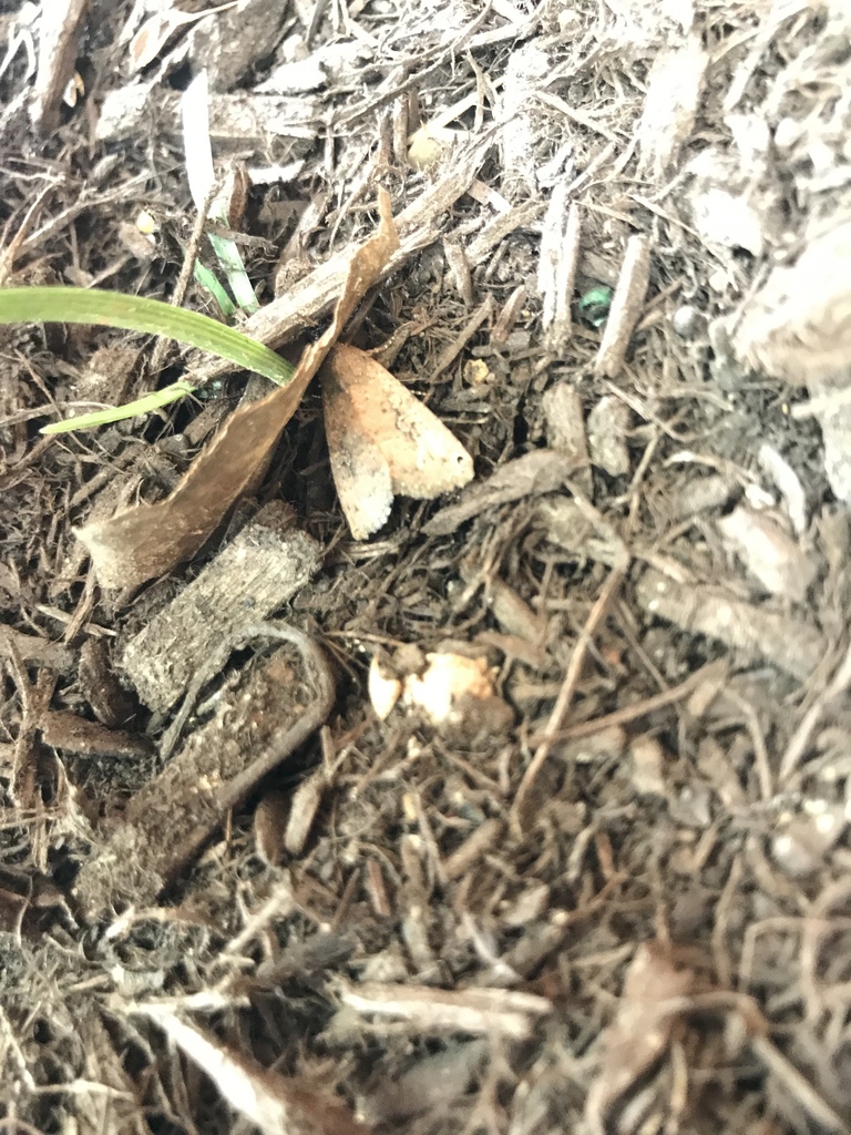 Cutworm Moths and Allies from Memphis University School, Memphis, TN ...