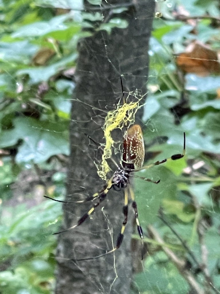Golden Silk Spider from Ruffner Mountain Nature Preserve, Birmingham ...