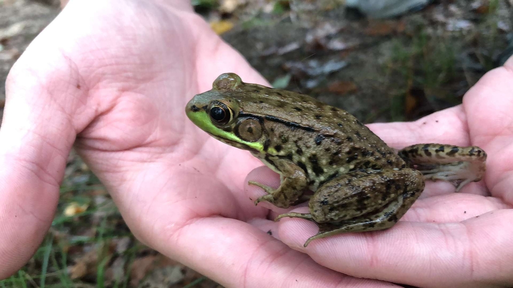 Green Frog from Sayreville, NJ 08872, USA on September 25, 2022 at 04: ...