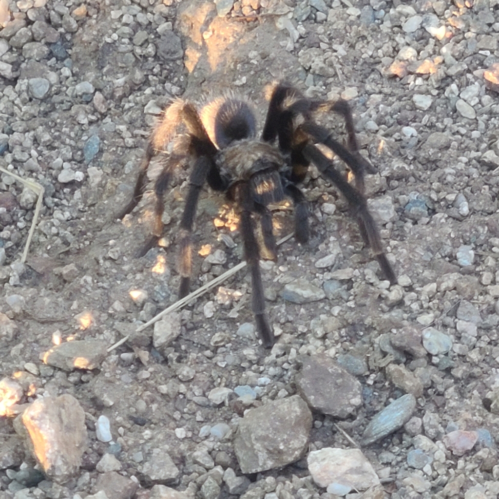 Desert Tarantula from Layton, UT 84040, USA on September 25, 2022 at 06 ...