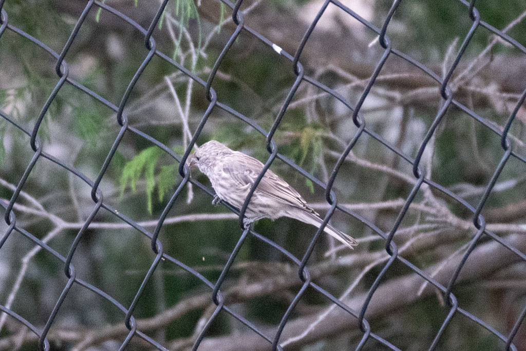 House Finch in September 2022 by Jackson W.F. Chu · iNaturalist