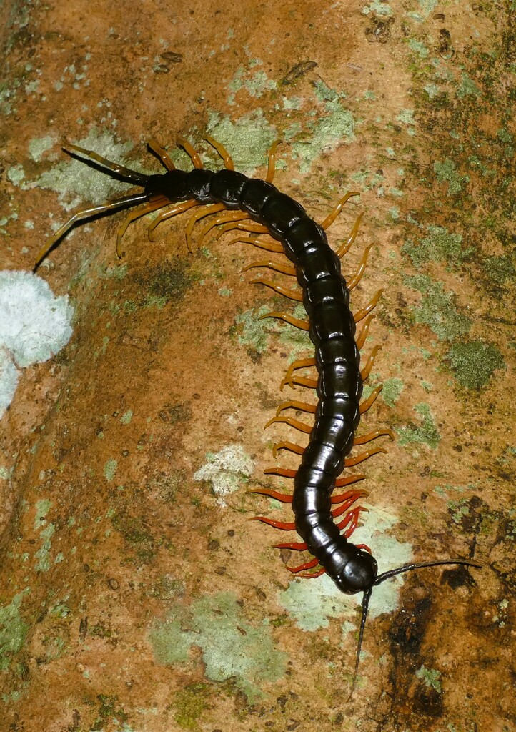 Pacific Giant Centipede from Old Upper Thomson Rd, Singapore on ...
