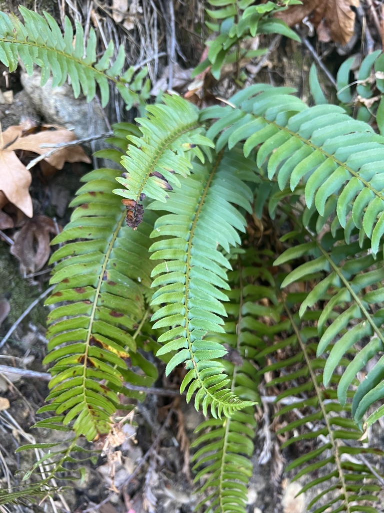 western sword fern from Angeles National Forest, Rancho Cucamonga, CA ...