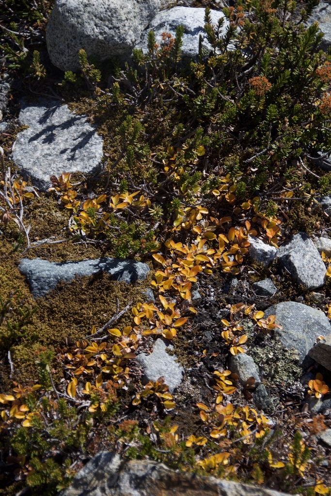 arctic willow from Garibaldi Provincial Park, Squamish-Lillooet, BC, CA ...