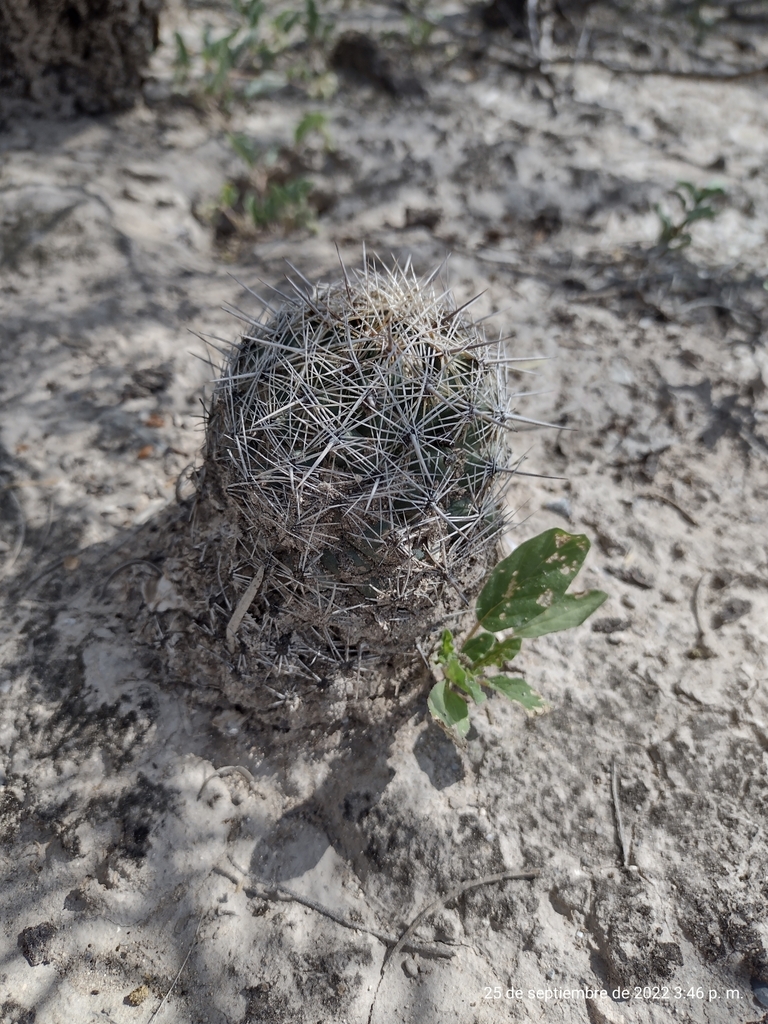 Coryphantha neglecta from 25884 Coah., México on September 25, 2022 at ...